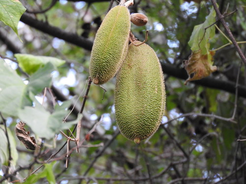 Pithecoctenium crucigerum · iNaturalist