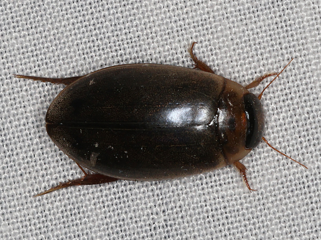 Rhantus from Bingara NSW 2404, Australia on October 12, 2025 at 07:55 ...