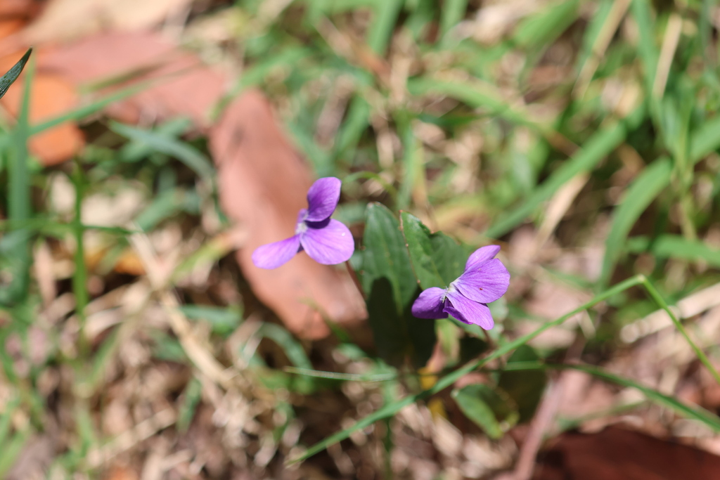Mountain Violet from Liston NSW 2372, Australia on October 15, 2025 at ...