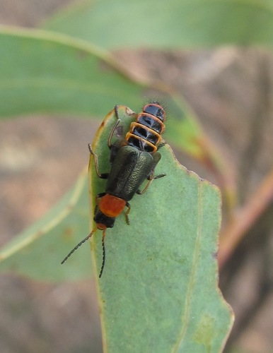 Carphurus latipennis · iNaturalist