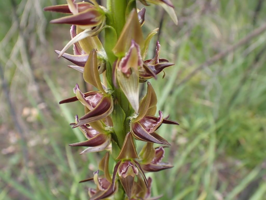 king leek orchid from Walpole-Nornalup (I01467, AU-WA-DE, AU-WA, AU on ...