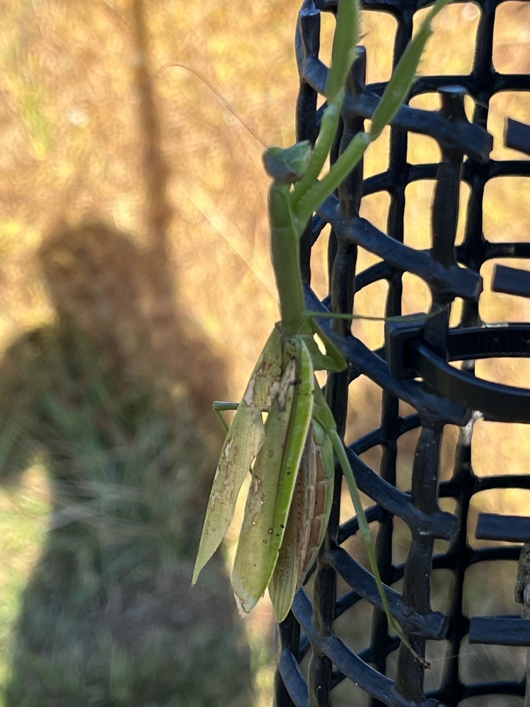 Narrow-winged Mantis from Montgomery County, US-MD, US on October 15 ...