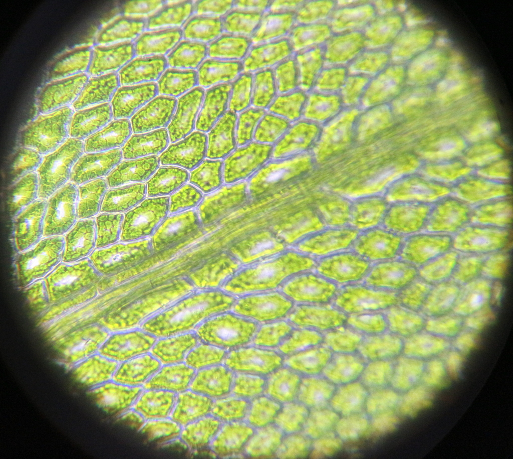 Calcareous and Allied Mosses (Mnium) - Botanical Realm