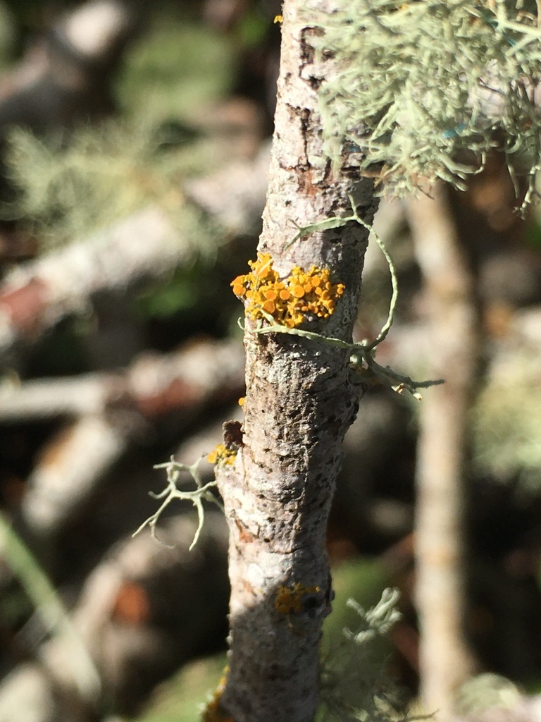 Pin-cushion Sunburst Lichen from Marin County, CA, USA on December 14 ...