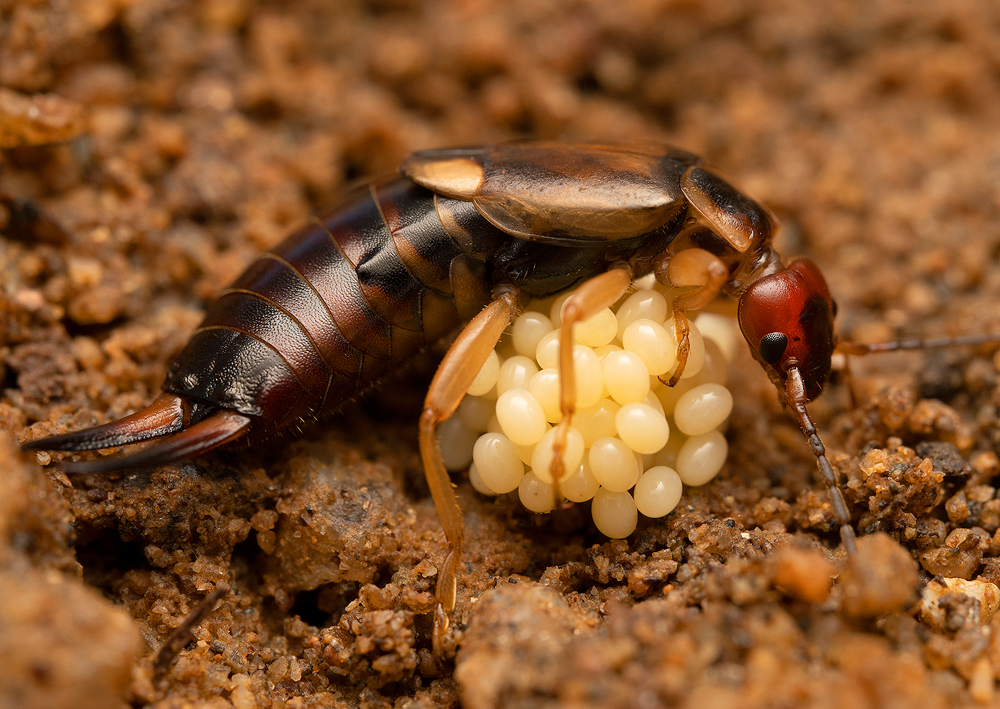 European Earwig from La Mesa, CA, USA on December 15, 2019 at 09:21 AM ...