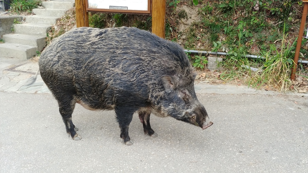 South China Boar (12th 猪年大吉) · iNaturalist