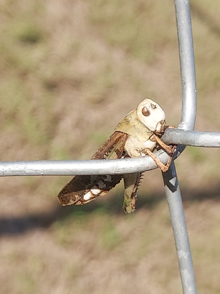 Entomophaga grylli from Rockford Township, KS, USA on October 10, 2025 ...