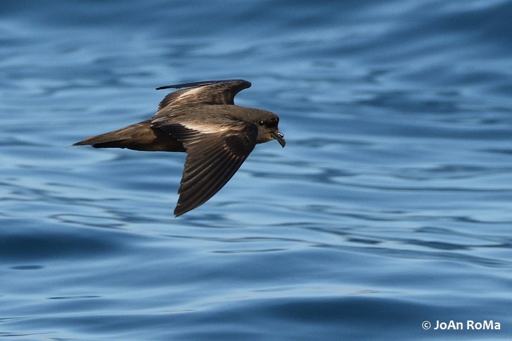 Least Storm-Petrel (The Sibley Guide to Bird Life & Behavior) · iNaturalist