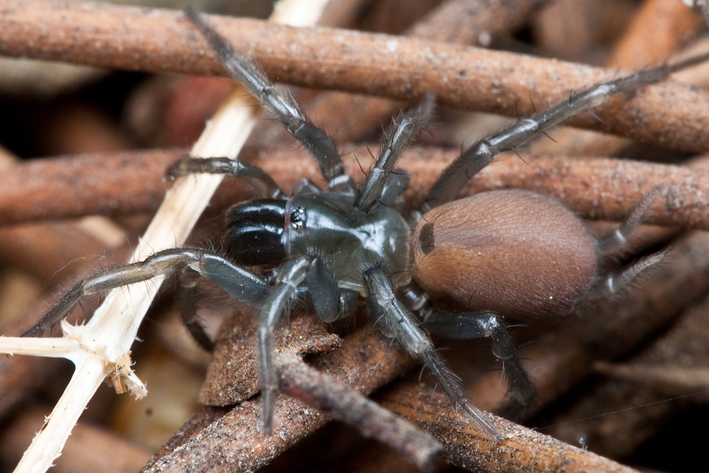 Tawny Dwarf Tarantula from Pine Mountain Club, CA, USA on July 27, 2010 ...
