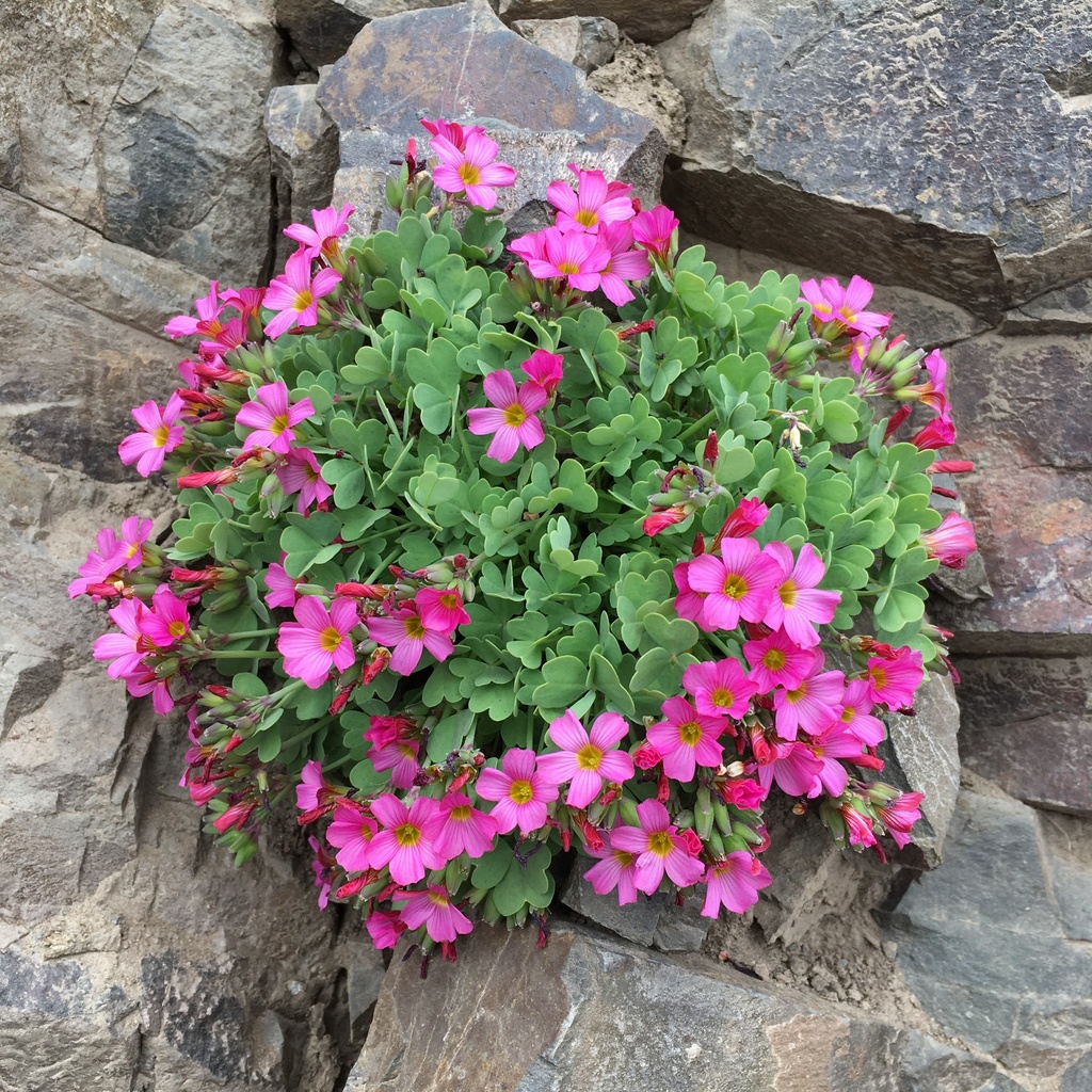 palmate-leaved Oxalis (Oxalis) - Botanical Realm