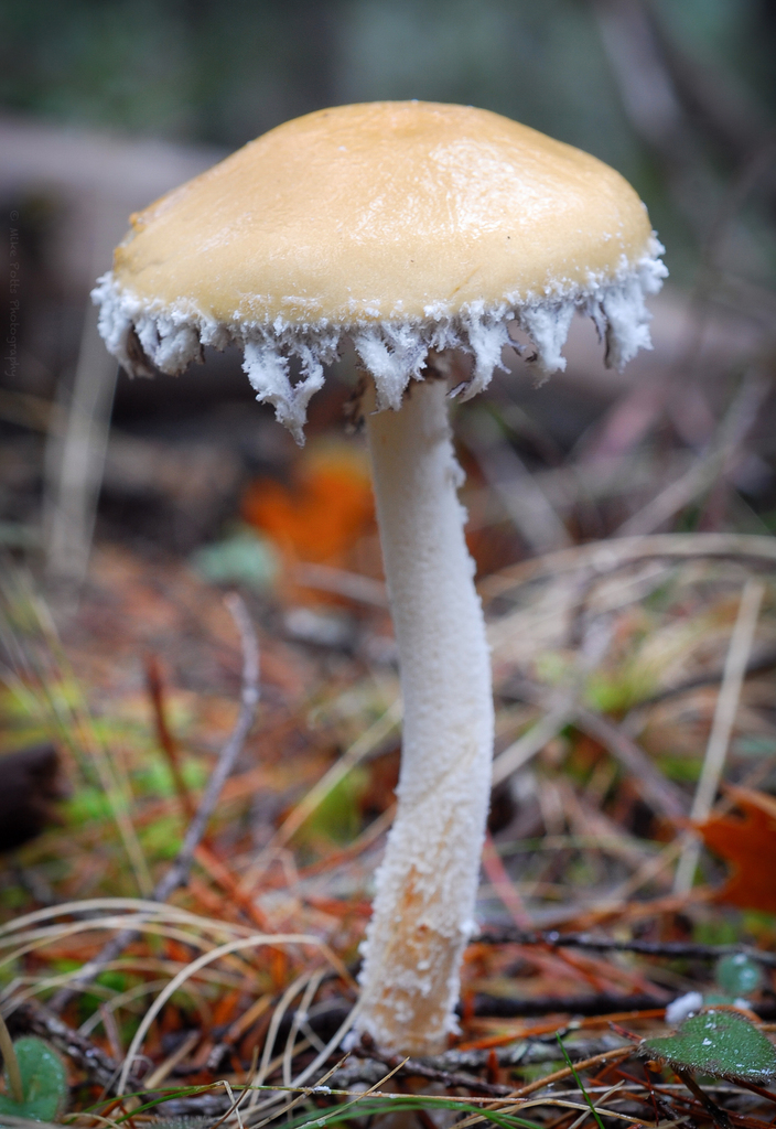 Questionable Stropharia (Agaric mushrooms of montana) · iNaturalist