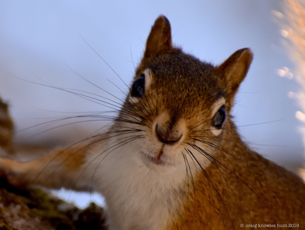 Pine Squirrels (Tamiasciurus) - Know Your Mammals