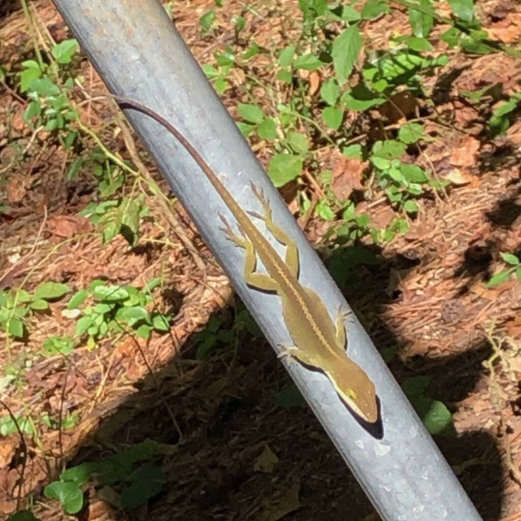 Green Anole from Walton County, GA, USA on October 15, 2025 by Joan ...