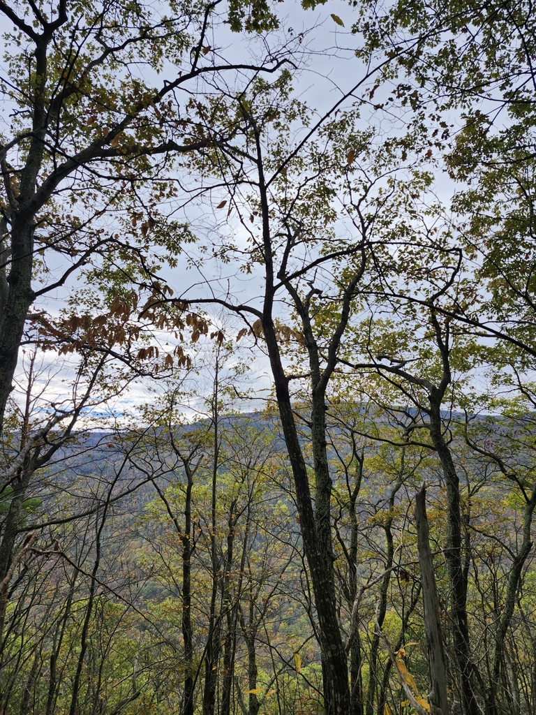 American chestnut from Greene County, US-NY, US on October 15, 2025 at ...