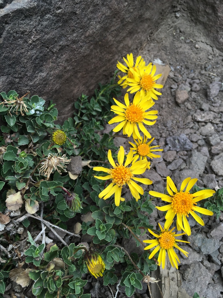 Haplopappus from Cordillera, CL-RM, CL on December 15, 2019 at 04:40 PM ...