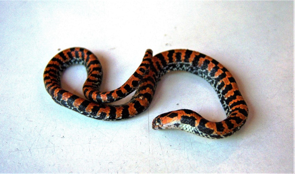 Bock's Ground Snake (Atractus bocki) - Snakes and Lizards