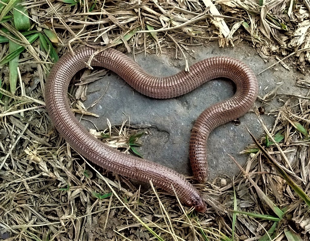 Darwin's Ringed Worm Lizard from Barrio Los Perales, San Salvador de ...