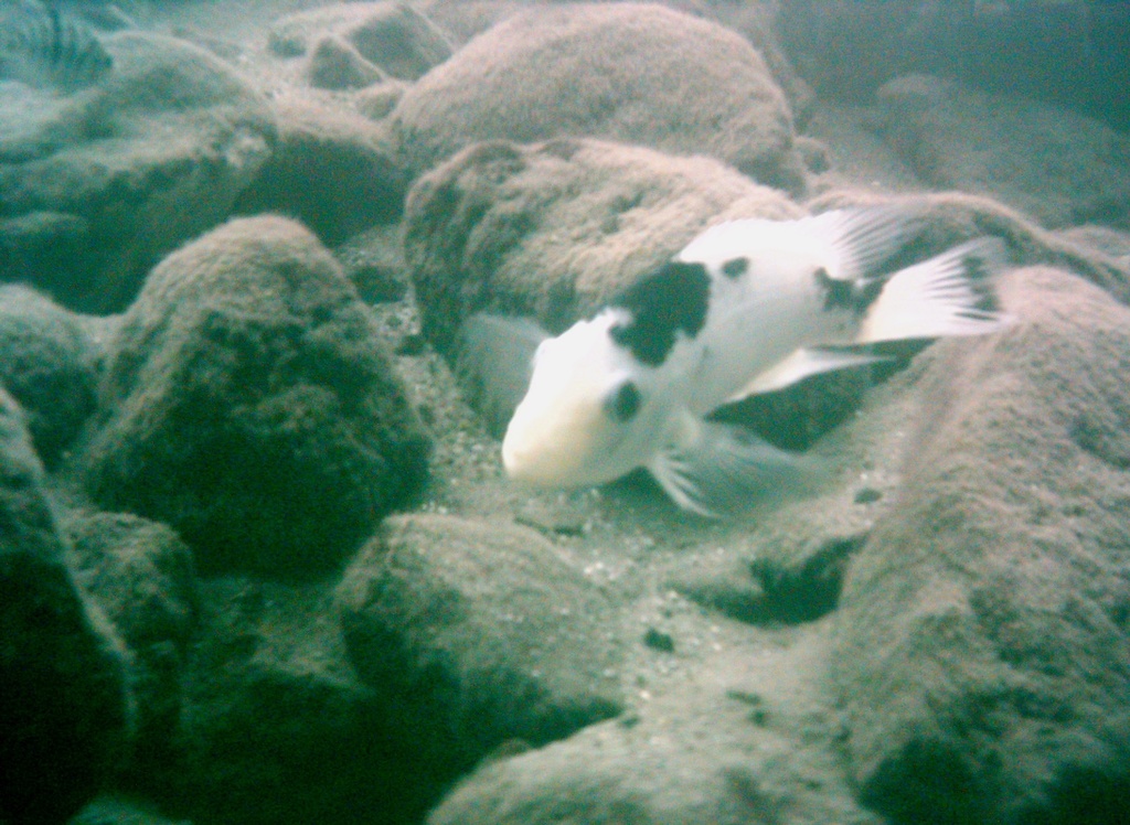 Black Devil Cichlid (Amphilophus sagittae) - Marine Life Identification