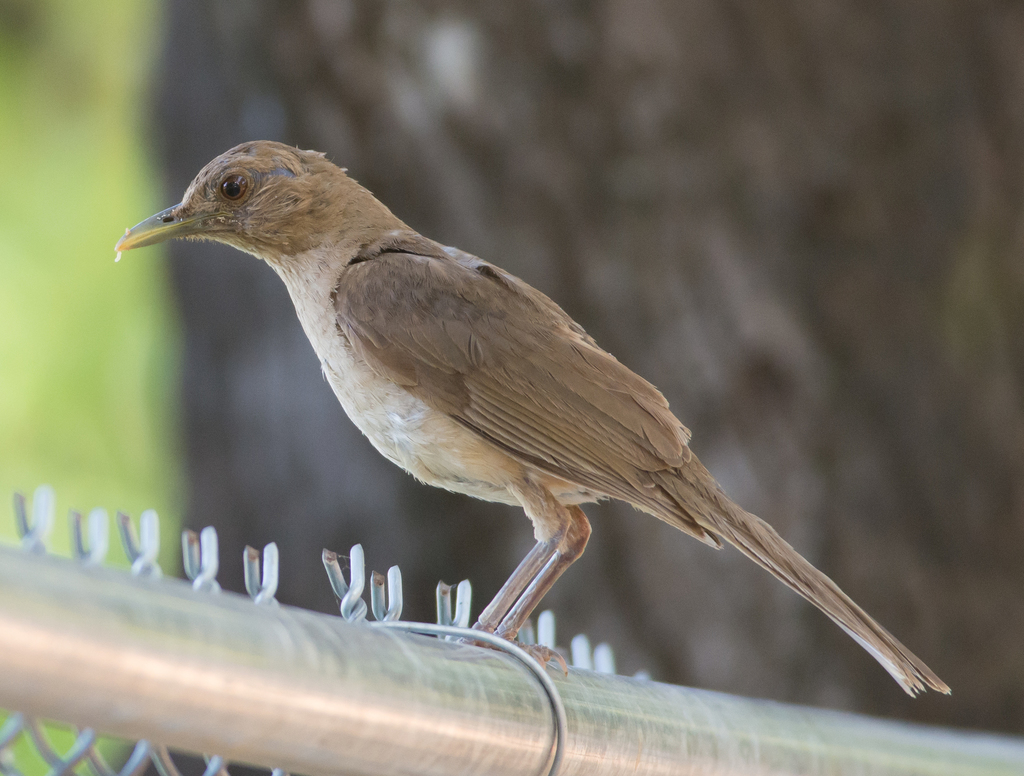 Clay-colored Thrush from Caña Hueca, Tuxtla Gutiérrez, Chis., Mexico on ...