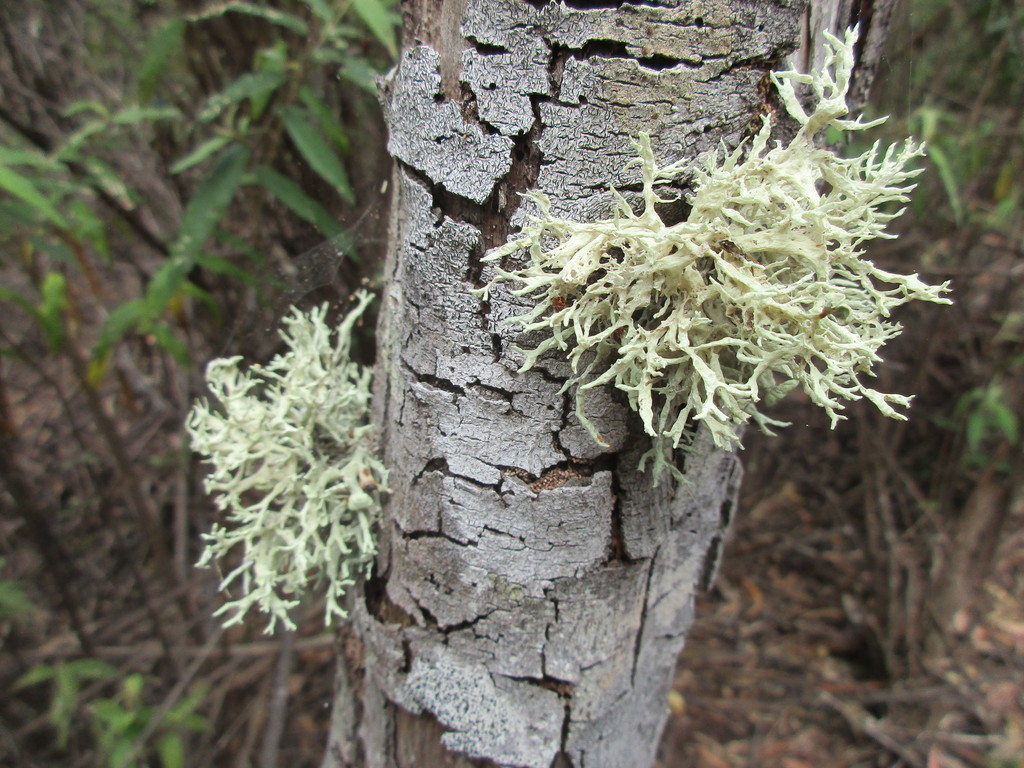 bushy lichens, sea-fog lichens, and allies from Maria Island, Tasmania ...
