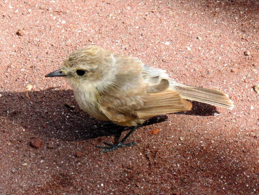 Brujo Flycatcher (Pyrocephalus nanus) - Avian Discovery