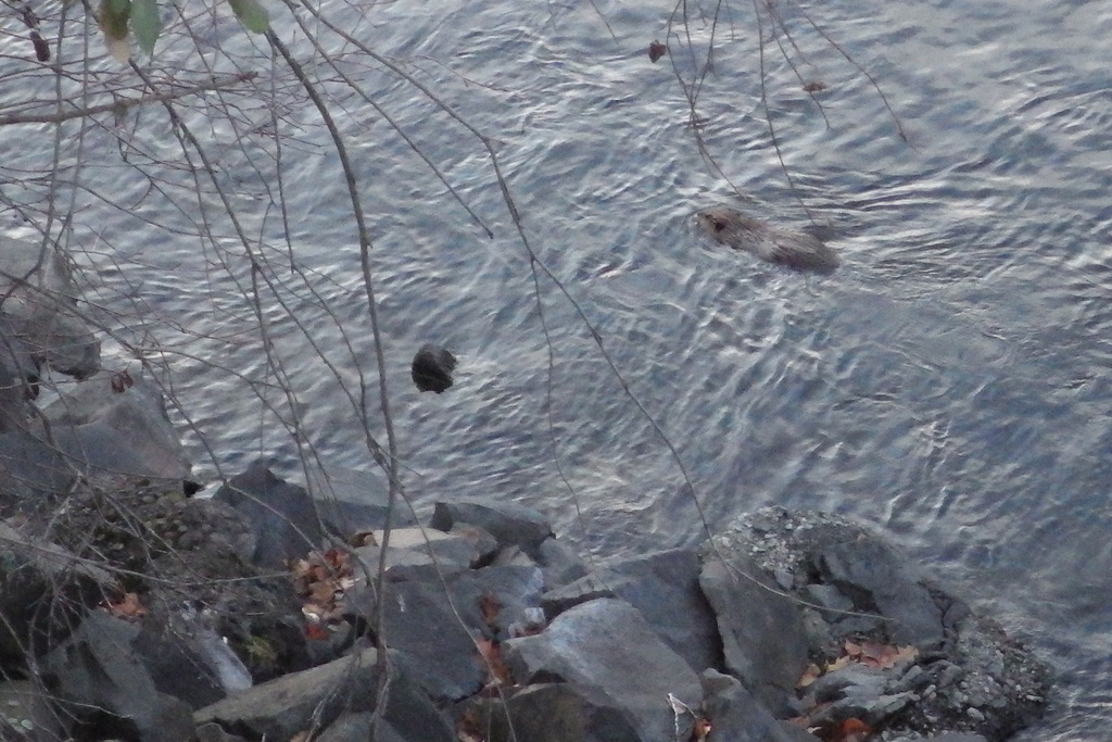 American Beaver from Spokane, Washington, United States on December 13 ...