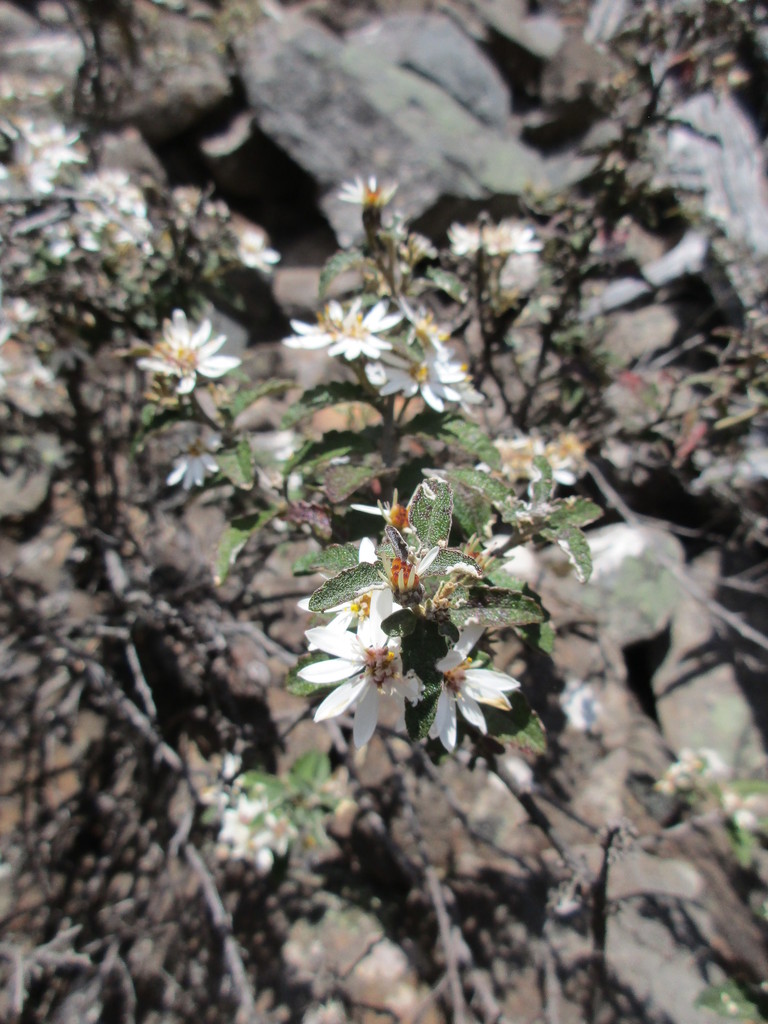 Asthma Bush from Mount Maria, Tasmania 7190, Australia on December 11 ...
