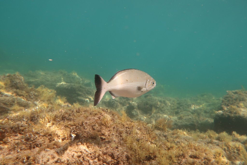 Silver Drummer from Stanvac Beach, South Australia, Australia on ...
