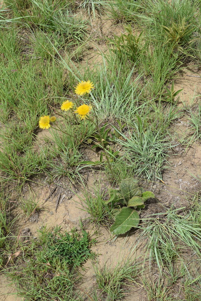 Bristle African Thistle from Wakkerstroom, 2480, South Africa on ...