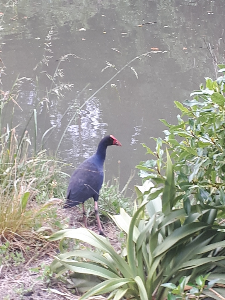 Southeastern Australasian Swamphen from Waiwhetu, Lower Hutt 5010, New ...