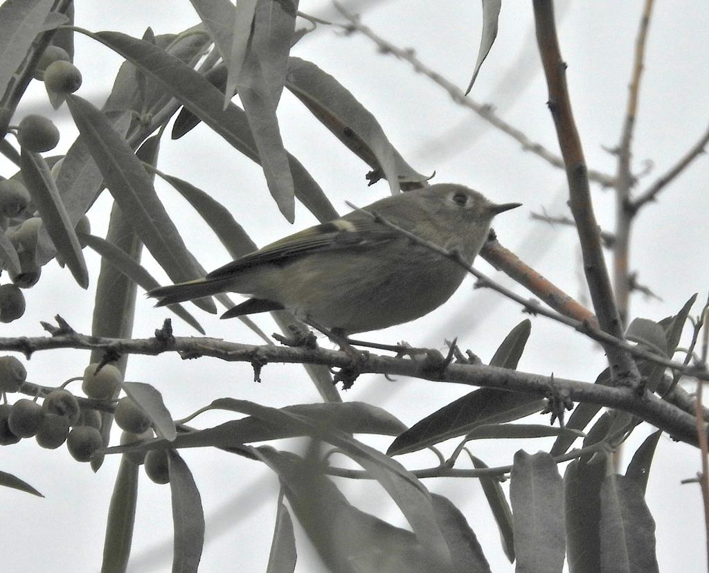Ruby-crowned Kinglet from Jefferson County, ID, USA on September 21 ...