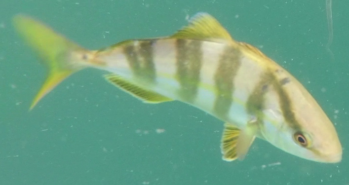 Greater Amberjack (Seriola dumerili) - Marine Life Identification