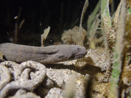 Aquatic File Snakes (Acrochordidae) - Snakes and Lizards
