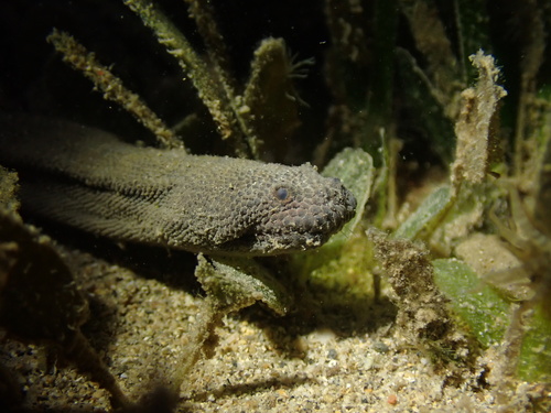 Aquatic File Snakes (Acrochordidae) - Snakes and Lizards