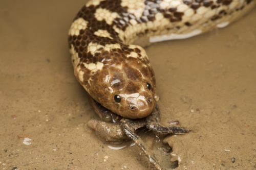 Mud Snakes (Homalopsidae) - Snakes and Lizards