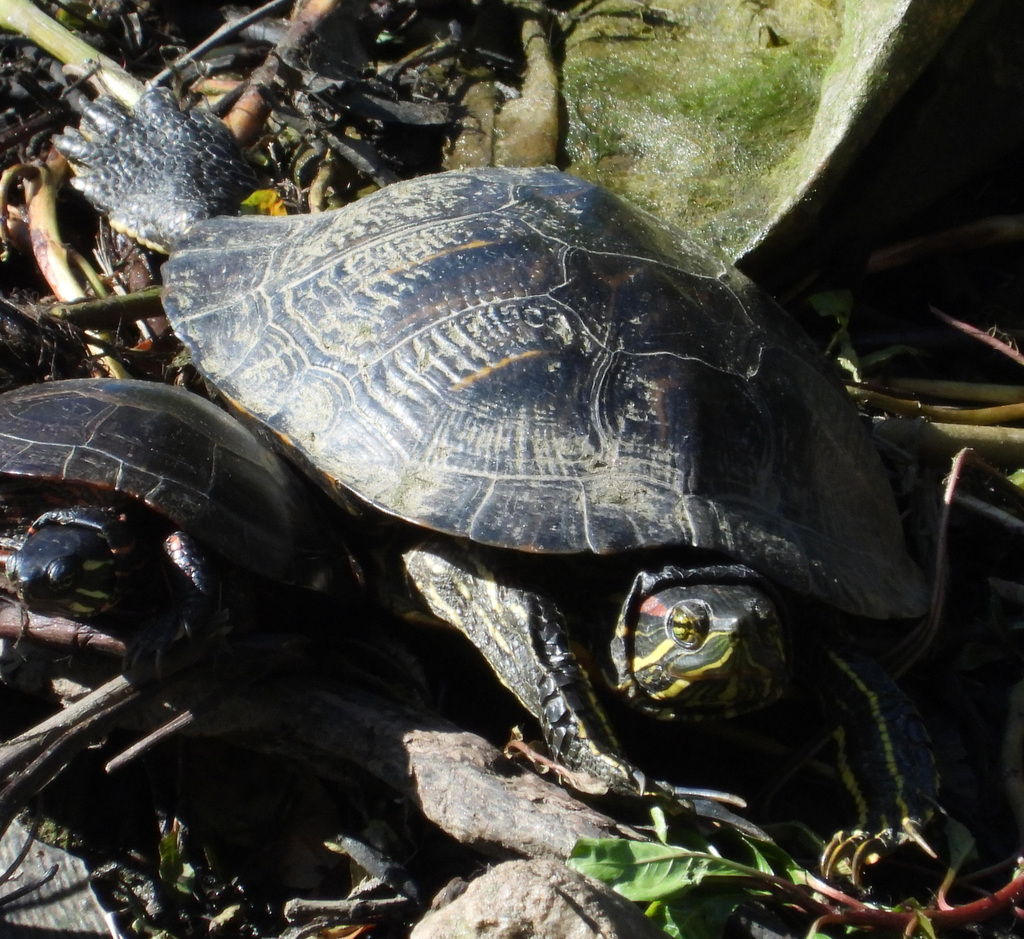 Red-eared Slider from Silver Spring, MD, USA on October 15, 2025 at 11: ...