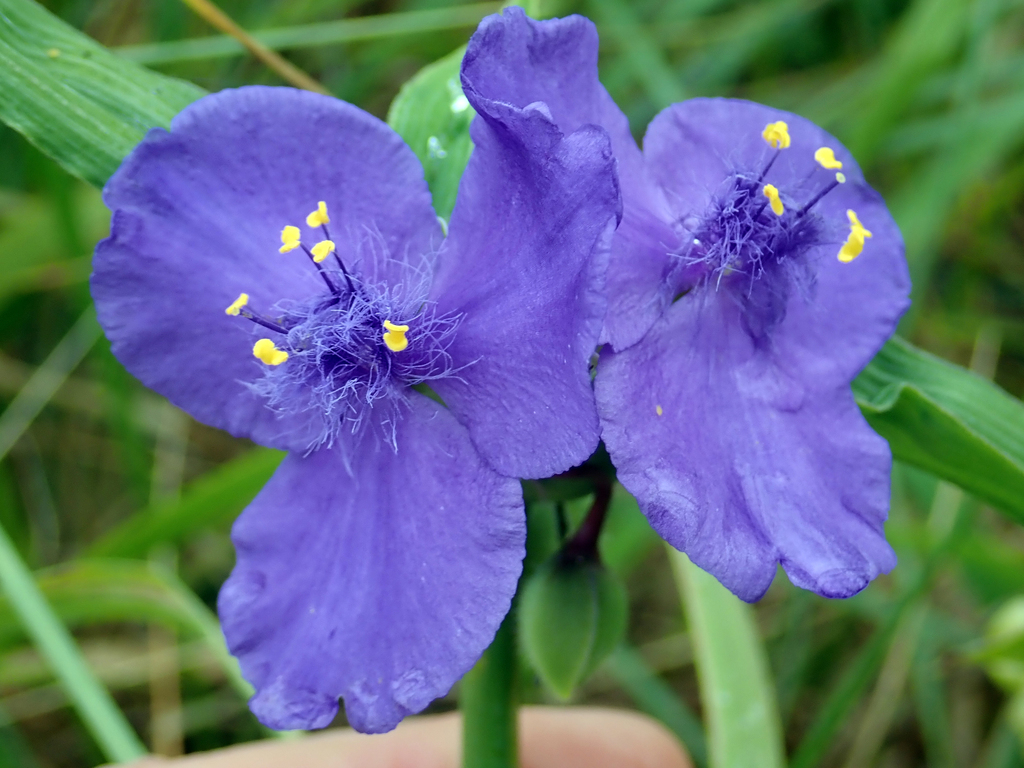 Virginia spiderwort from Golden Bay, Collingwood, Beach Road on ...