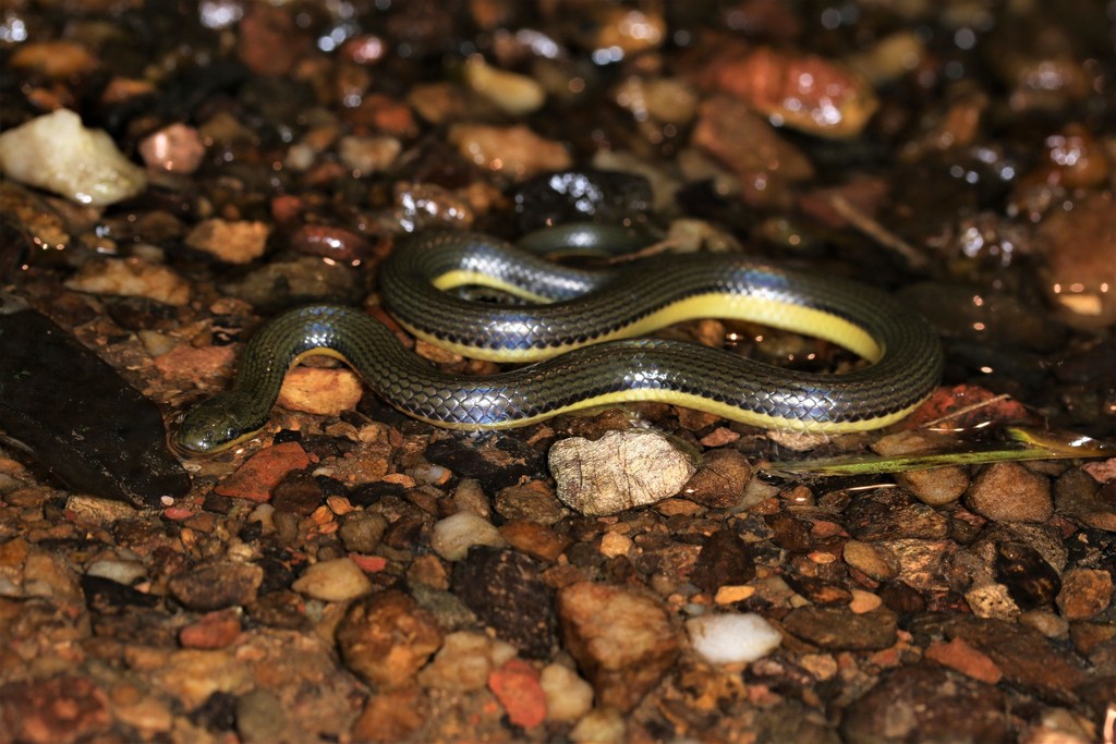 Bicoloured Stream Snake in April 2018 by yulee · iNaturalist