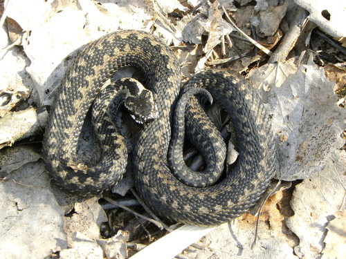 Adder (Vipera berus) - Snakes and Lizards