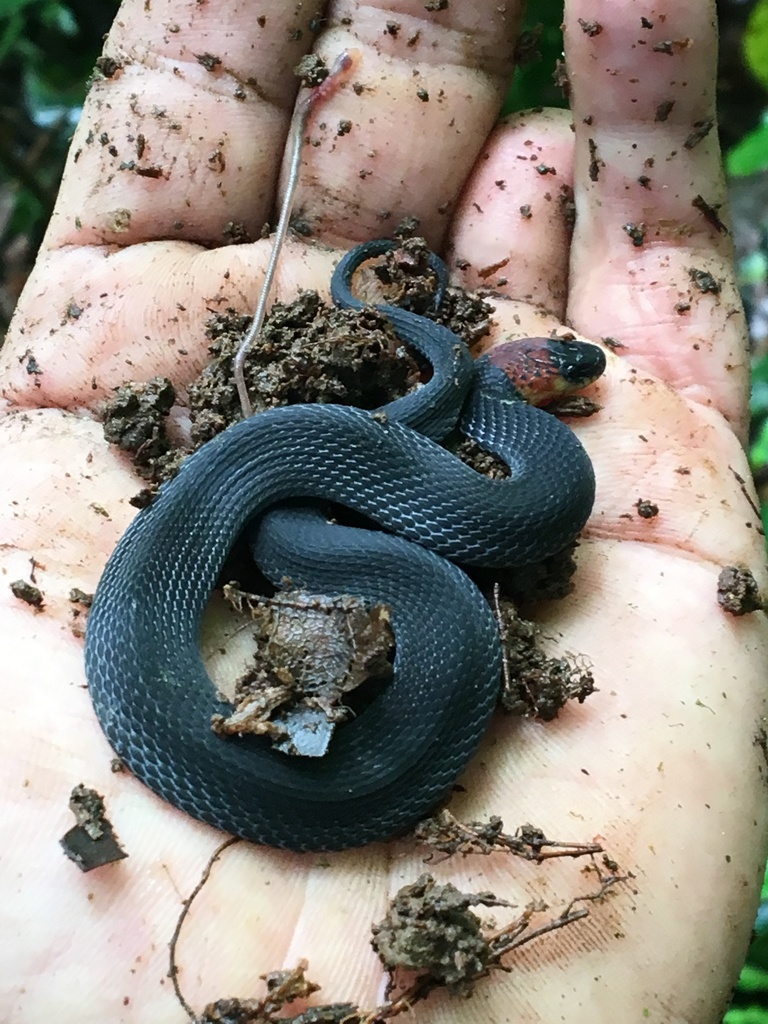 Costa Rican Coffee Snake in September 2018 by donald_varela · iNaturalist