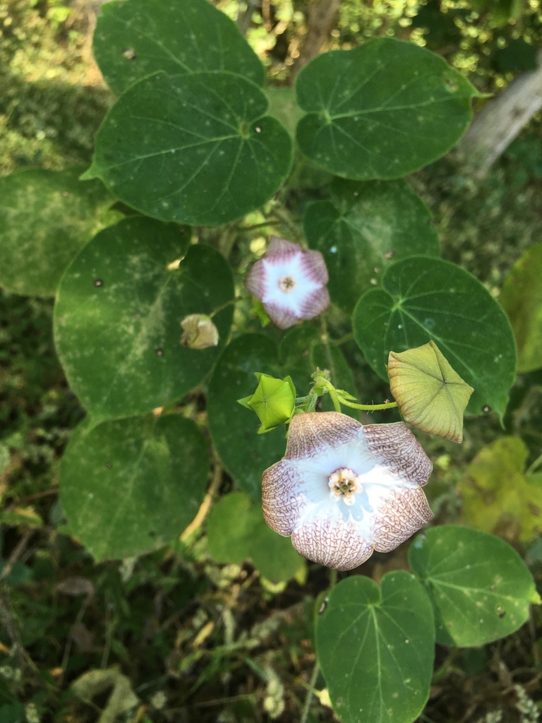 Polystemma guatemalense from Garabito, Puntarenas, CR on December 15 ...