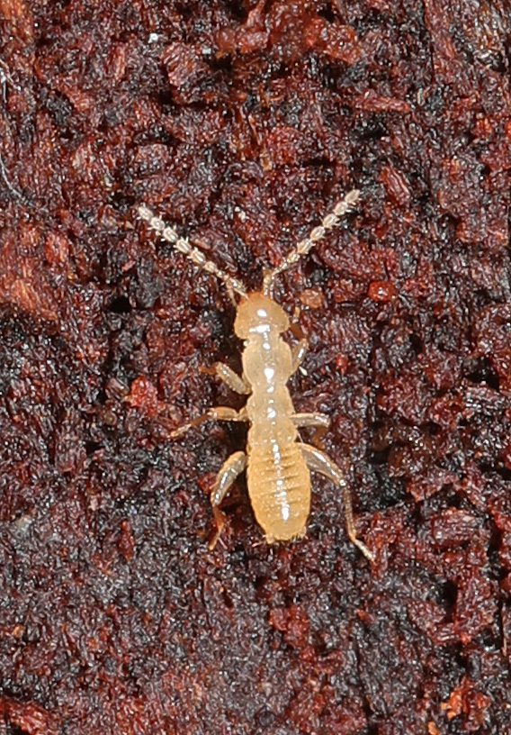 Hubbard's Angel Insect from Highlands County, FL, USA on December 05 ...