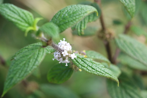 Hedyotis ceylanica · iNaturalist