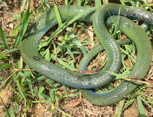 Chinese Green Snake (Ptyas major) - Snakes and Lizards