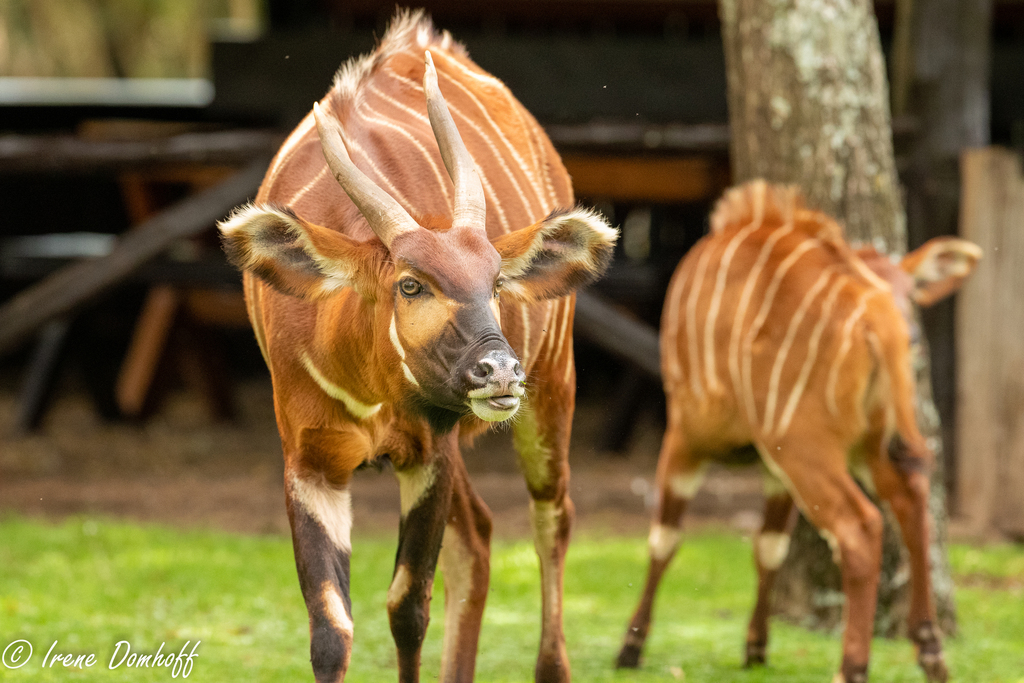 Mountain Bongo (Sacramento Zoo Species) · iNaturalist