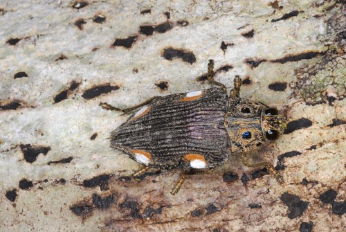 Polybothris colliciata · iNaturalist