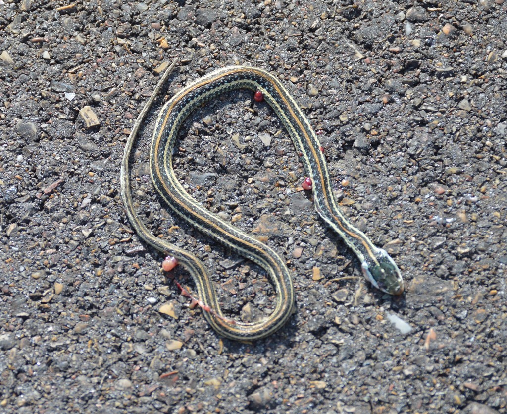 Gulf Coast Ribbon Snake from Refugio County, TX, USA on December 13 ...