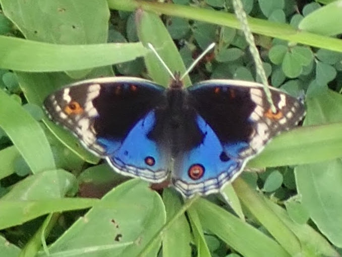 Blue Pansy from Yilan County, Taiwan on September 23, 2019 at 12:57 PM ...
