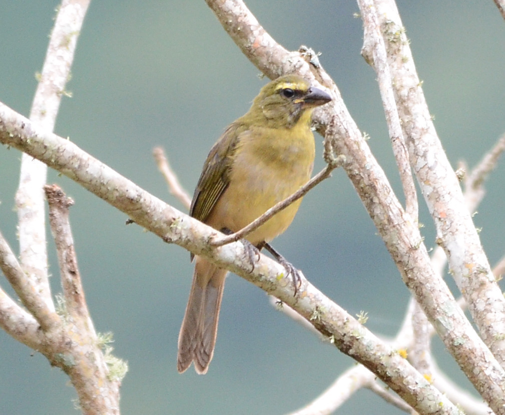 Typical Saltators (Saltator) - Avian Discovery