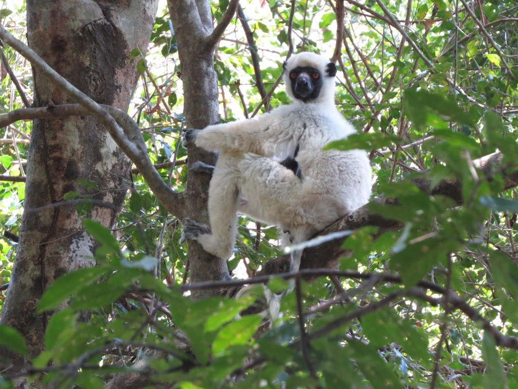 Von der Decken's Sifaka (Propithecus deckenii) - Know Your Mammals